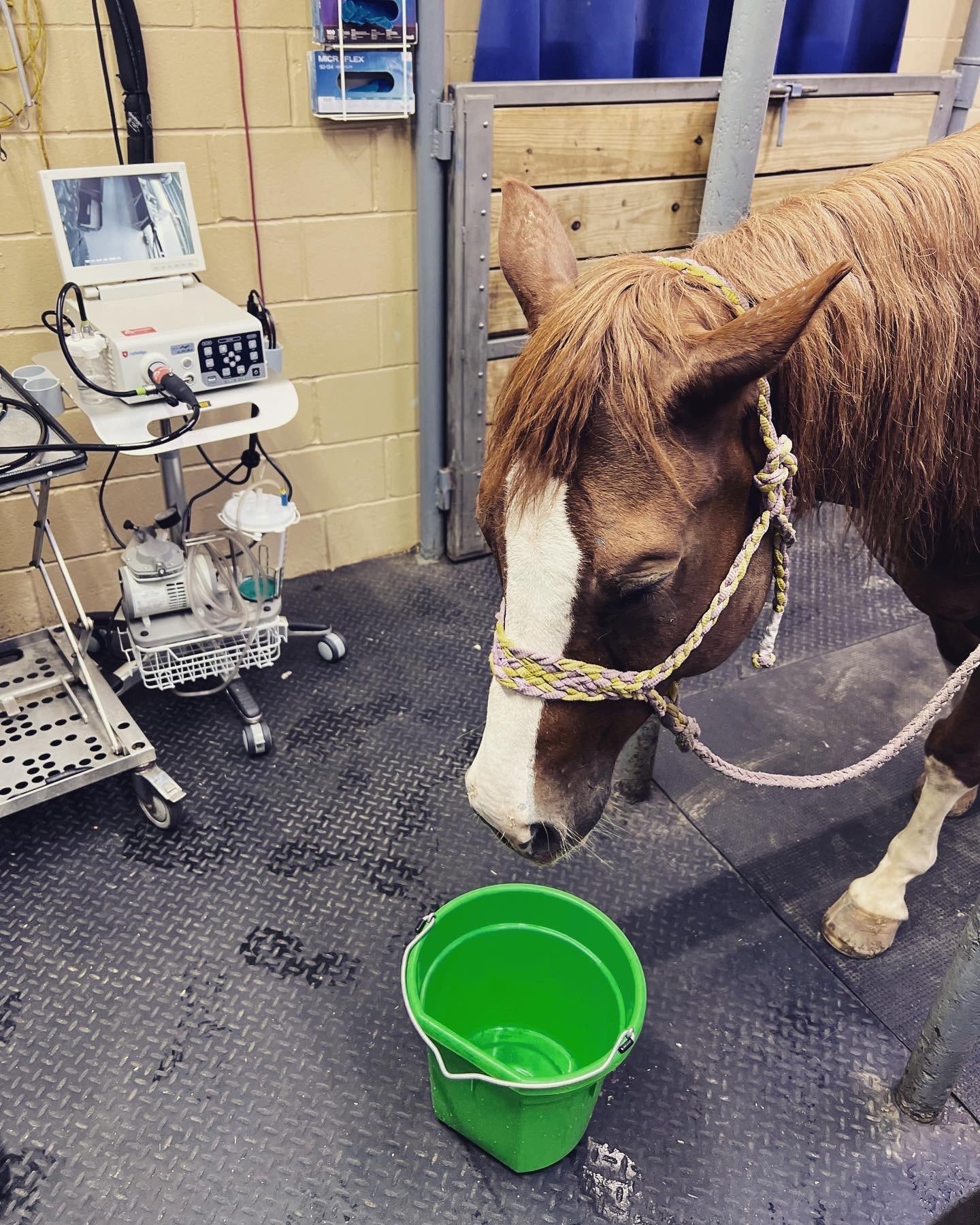 AURORA XP 3.5M Equine Gastroscope | EGUS Diagnostic Endoscopy